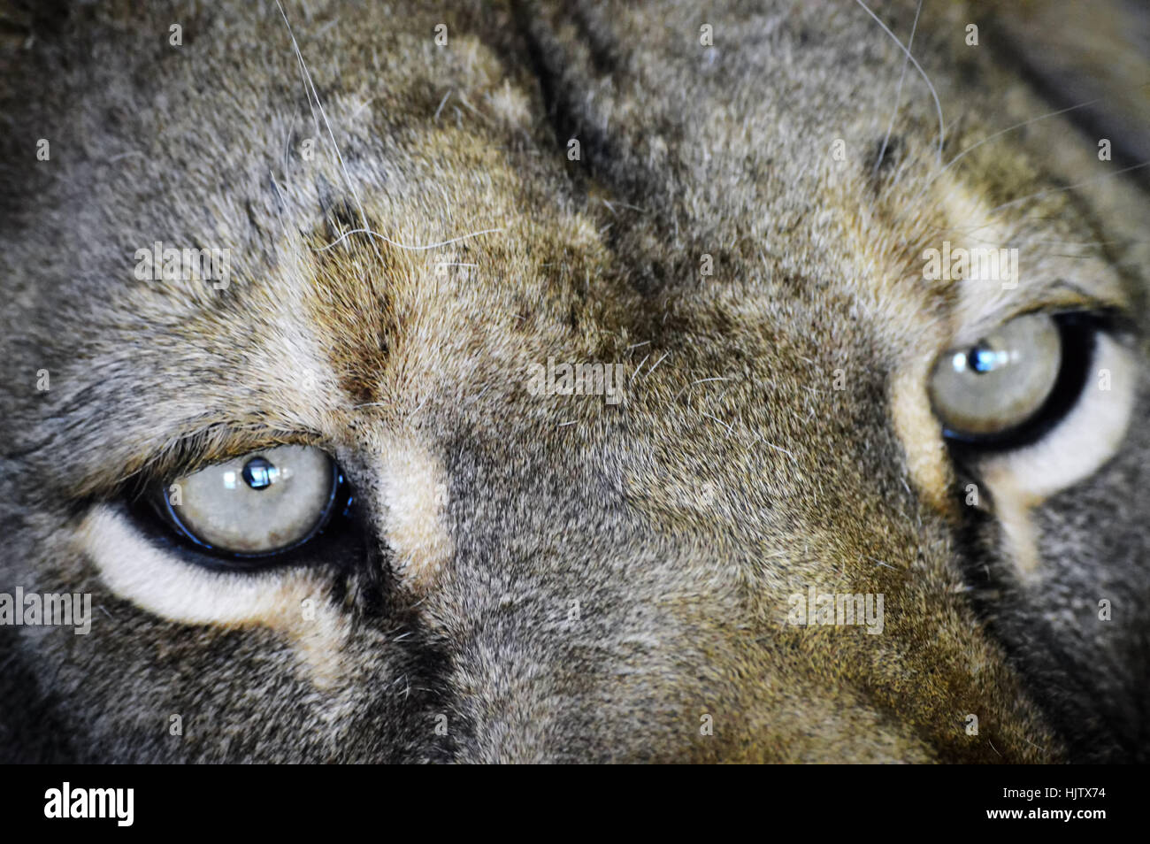 Eyes adult lion hi-res stock photography and images - Alamy