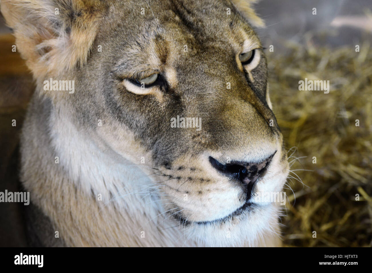 Lioness eyes hi-res stock photography and images - Alamy