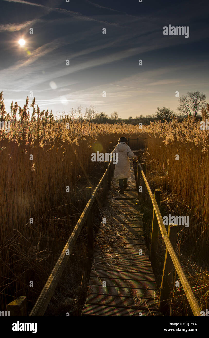 woman on winter walk through reed bed path from Blythburgh to ...