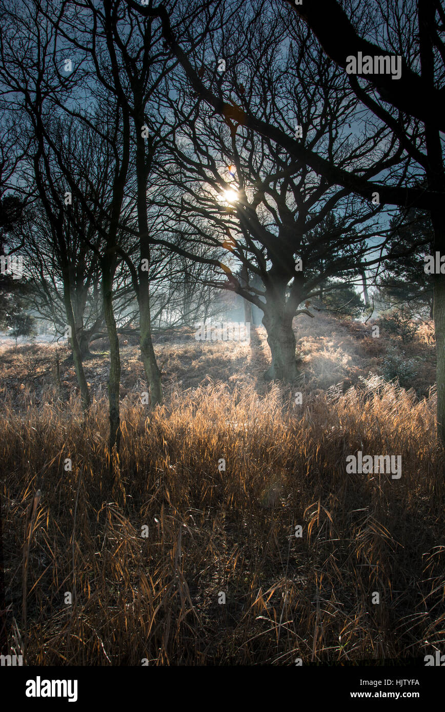 Sunlight through trees hi-res stock photography and images - Alamy