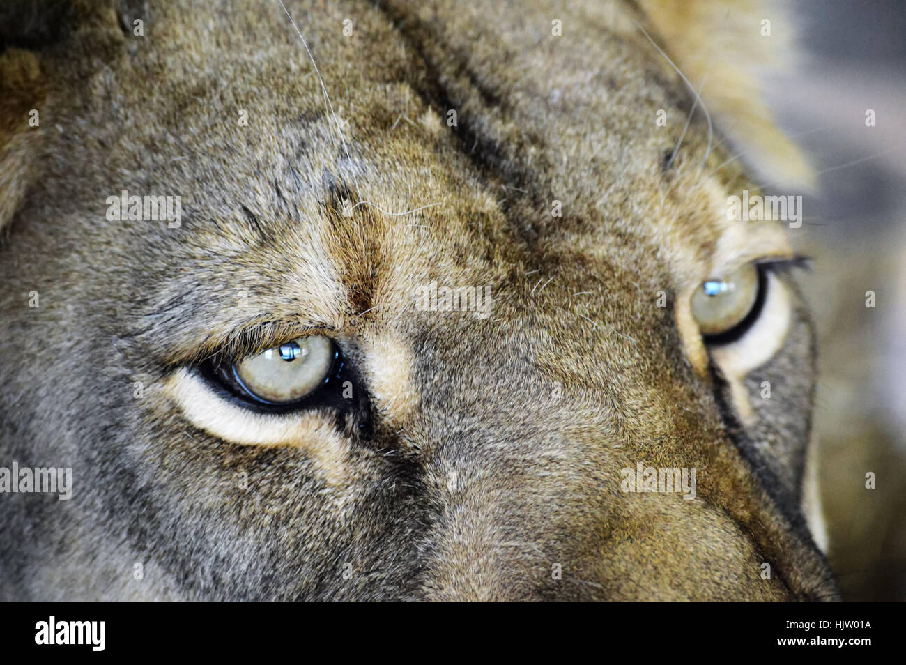 Close up lion eyes hi-res stock photography and images - Alamy
