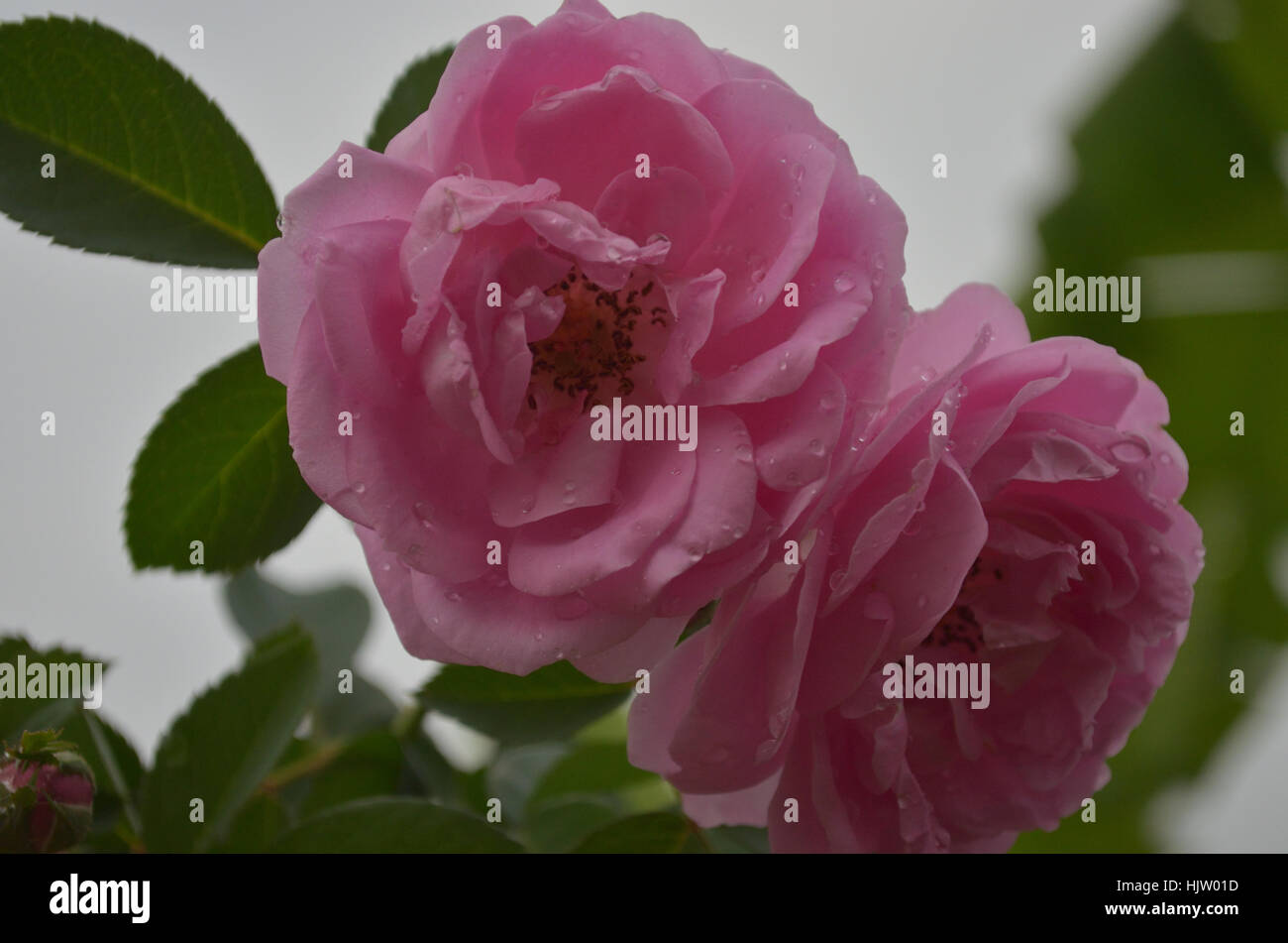 Roses and country flowers Stock Photo - Alamy