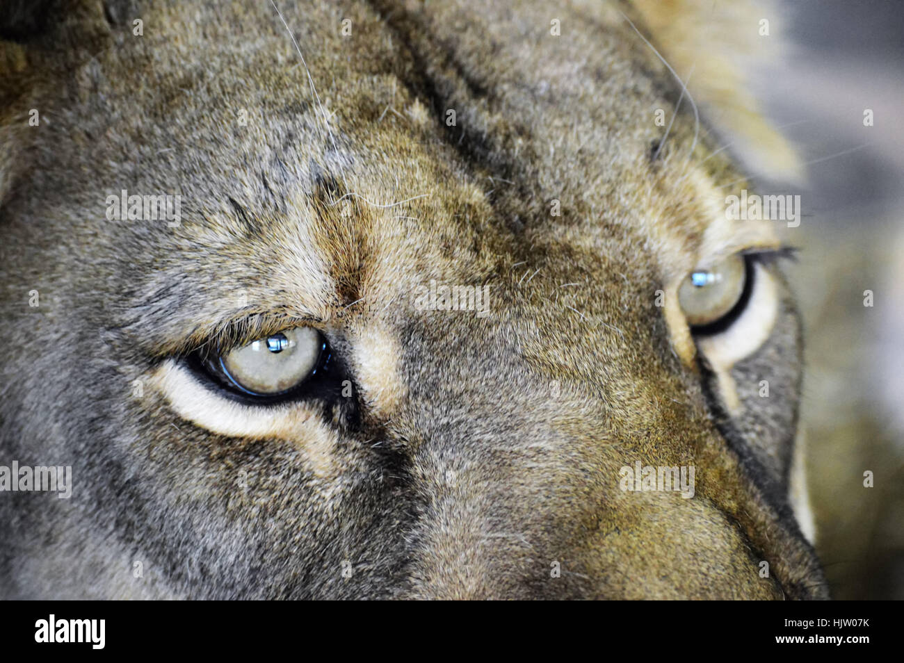 Fierce eyes hi-res stock photography and images - Alamy
