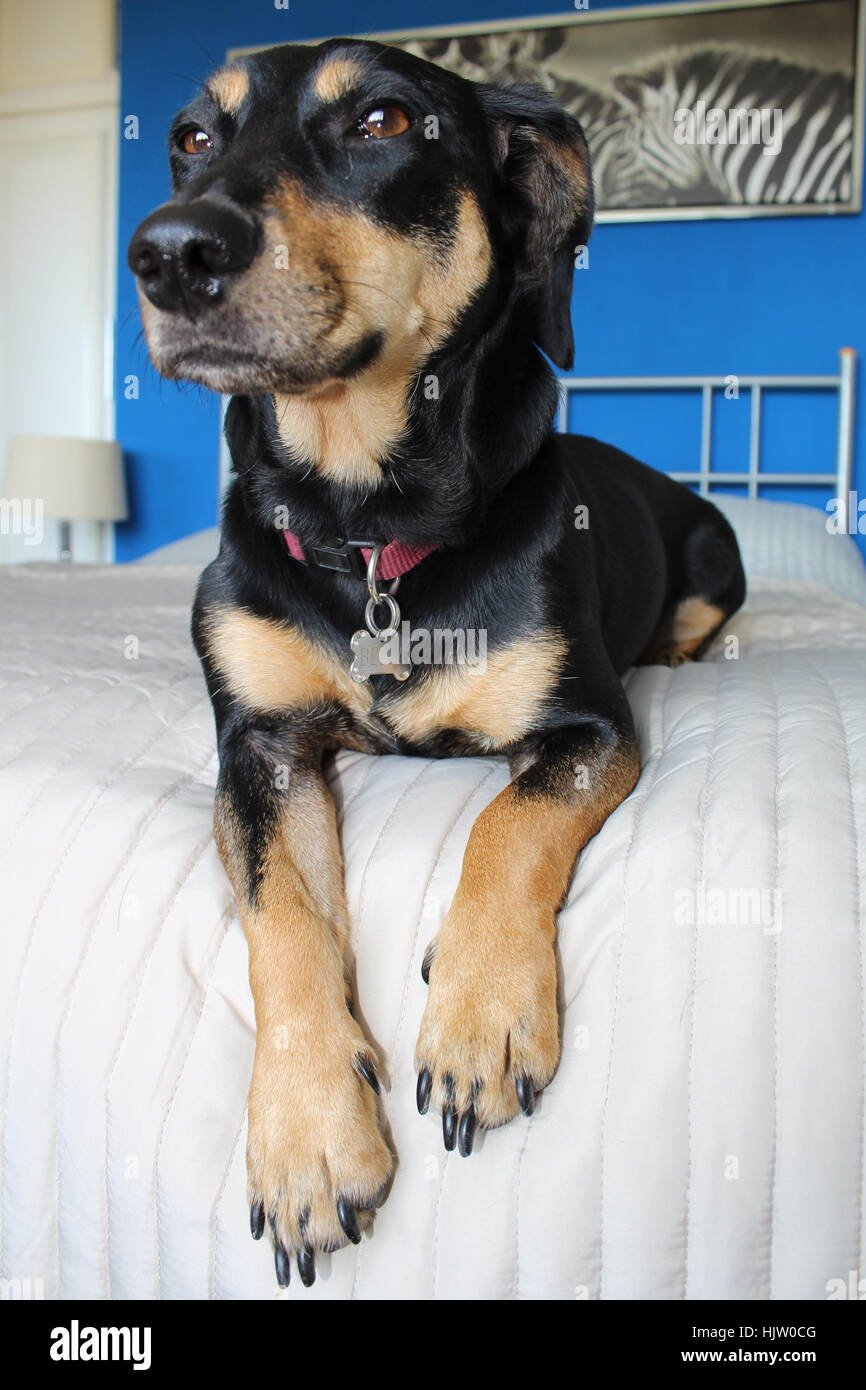 dachshund dog sat on bed Stock Photo - Alamy