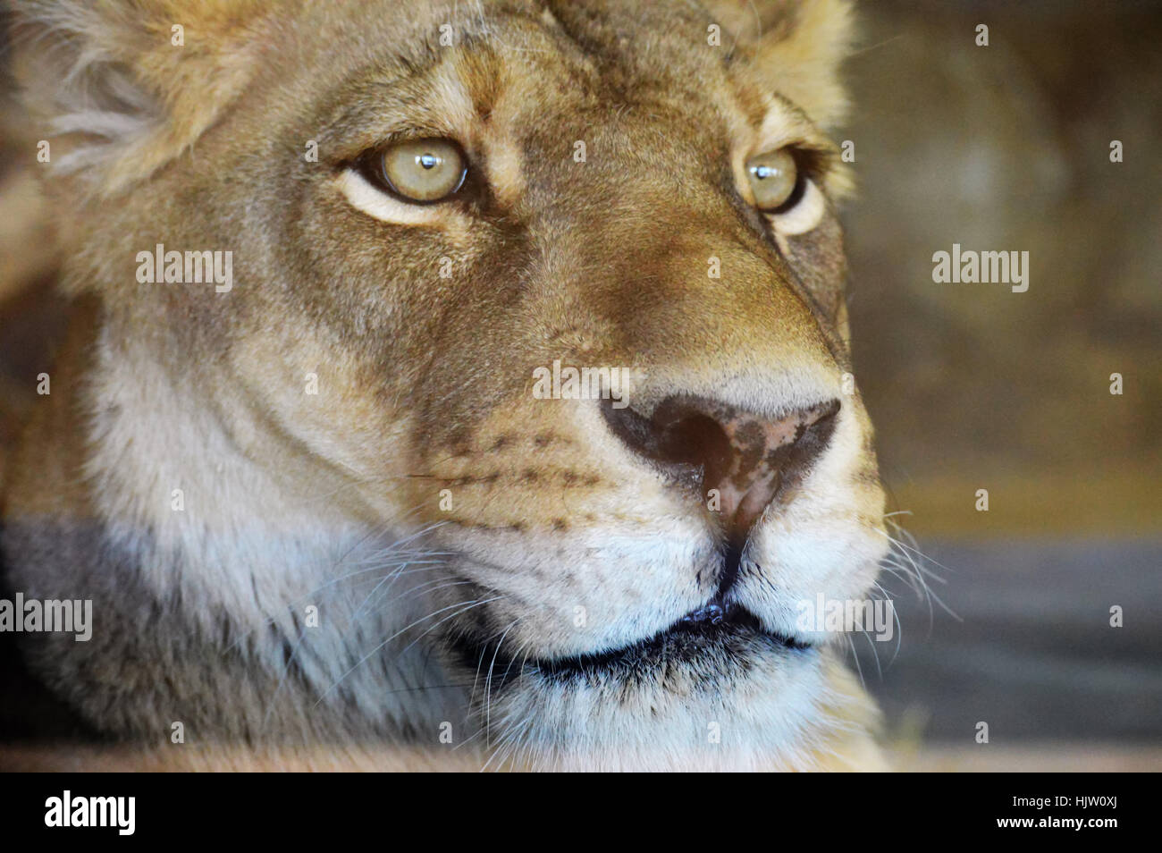 Lioness eyes hi-res stock photography and images - Alamy