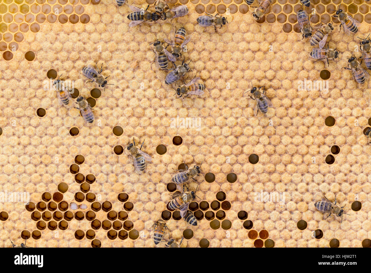 Solid capped brood pattern with random patches of open brood and honey ...