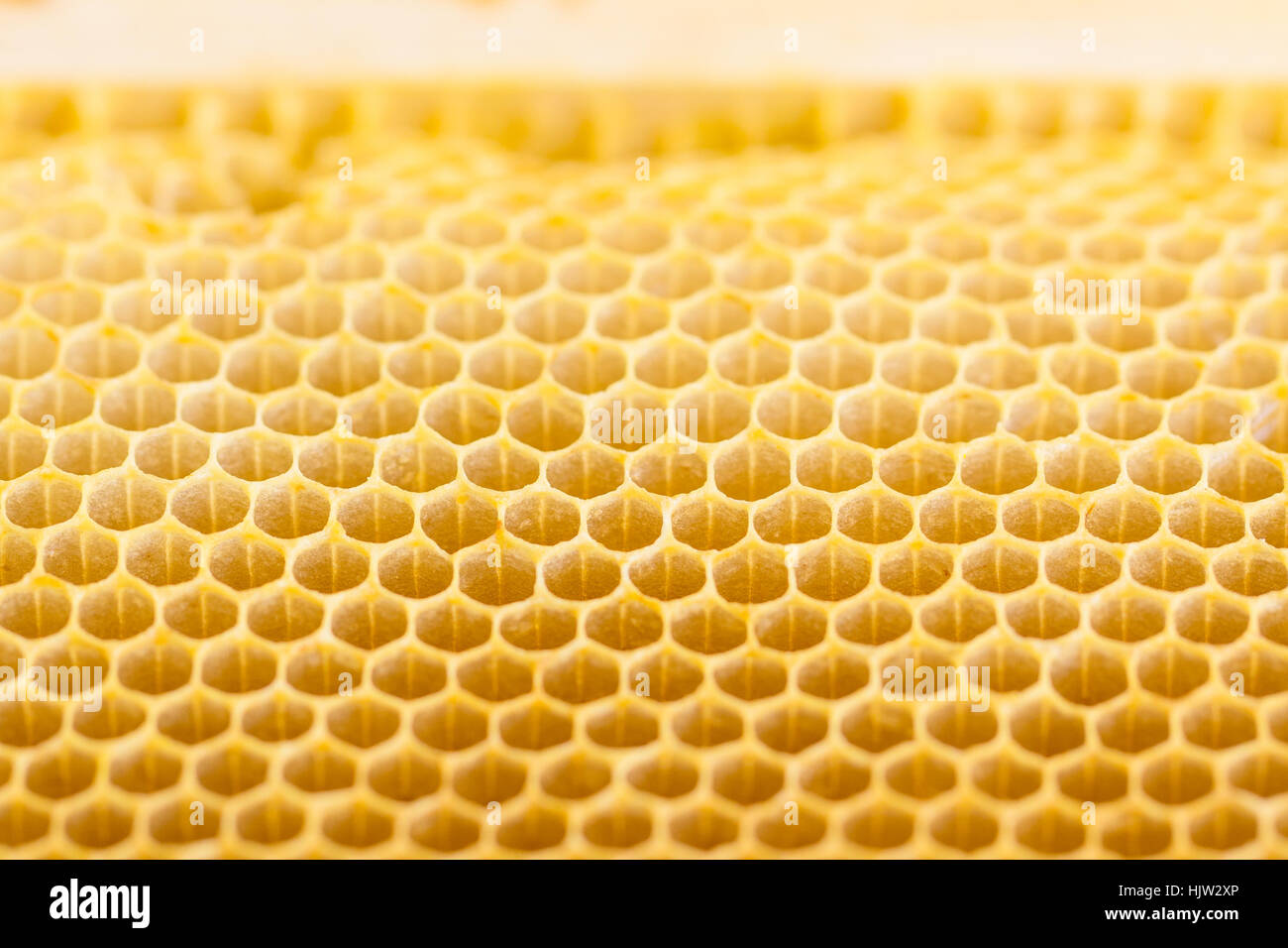 Close up of new empty natural honey bee comb, ready to be filled with ...