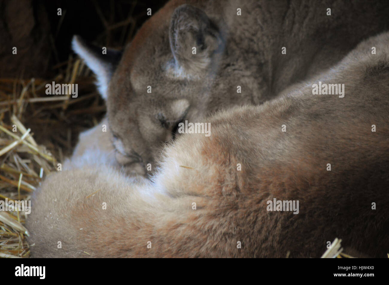 Puma face hi-res stock photography and images - Alamy