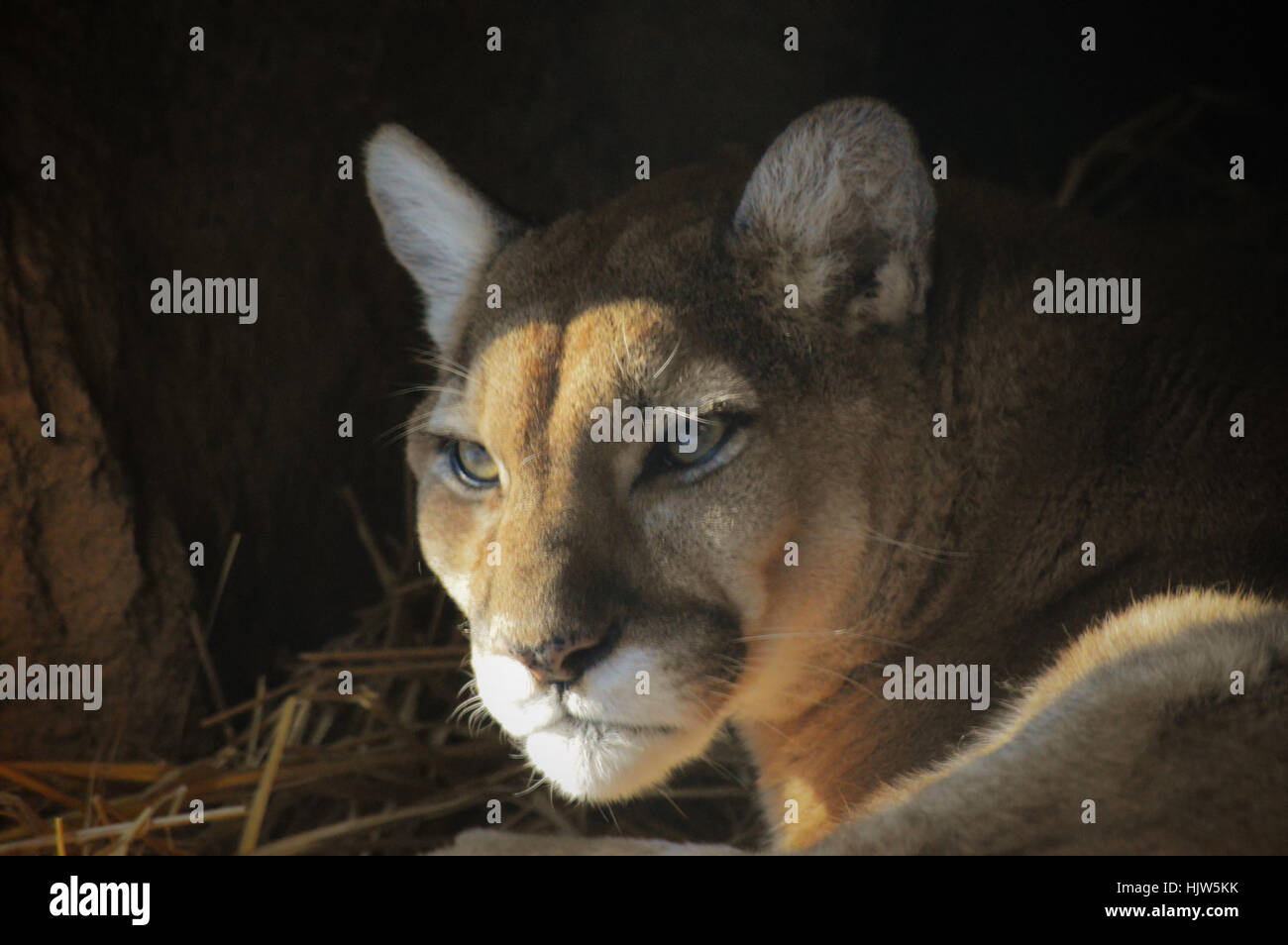 Puma face hi-res stock photography and images - Alamy