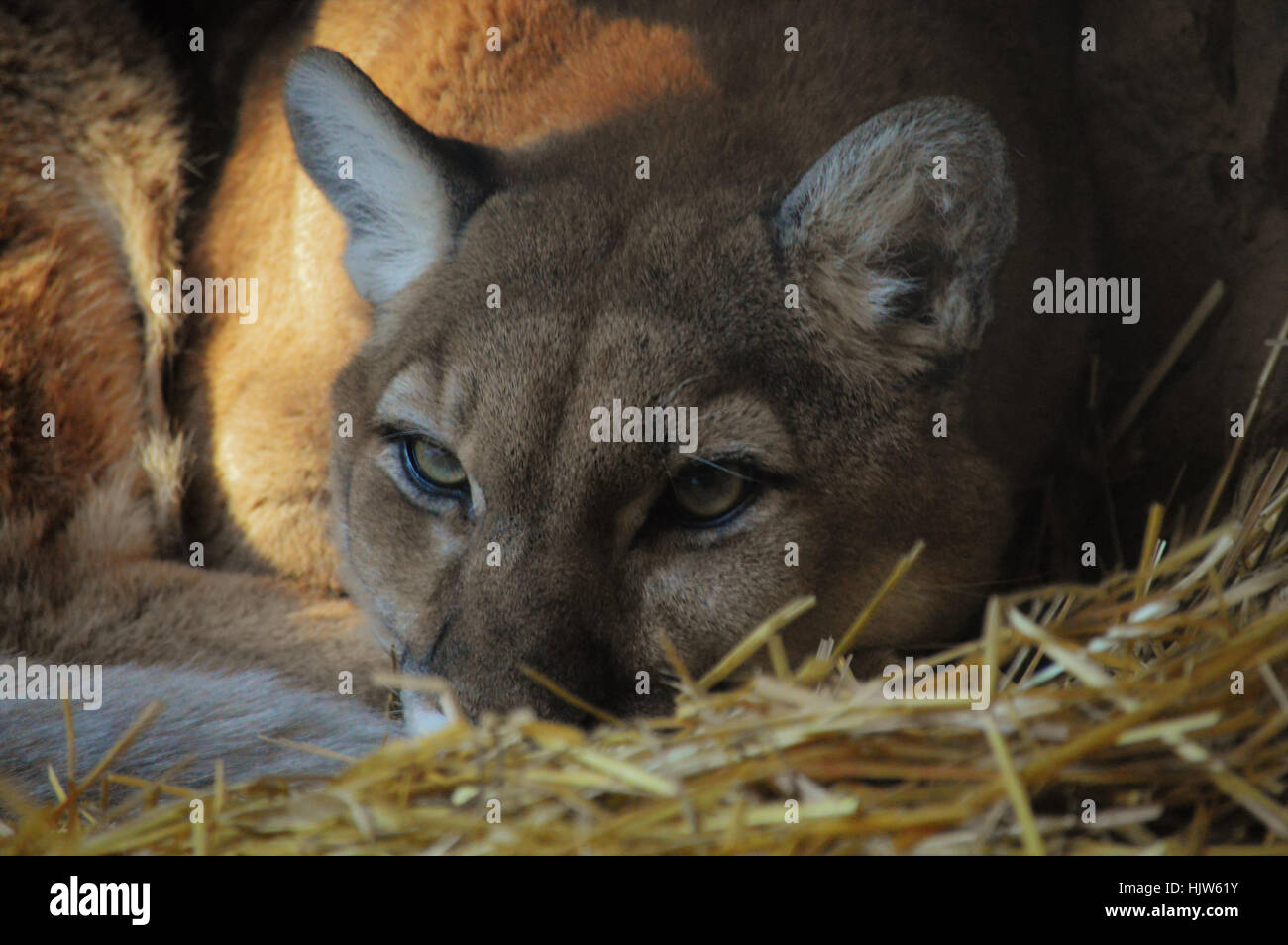 Puma face hi-res stock photography and images - Alamy