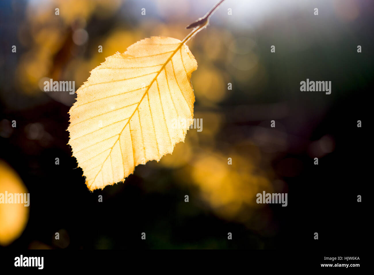 Beautiful dry autumn leaf placed on an Autumn background Stock Photo ...