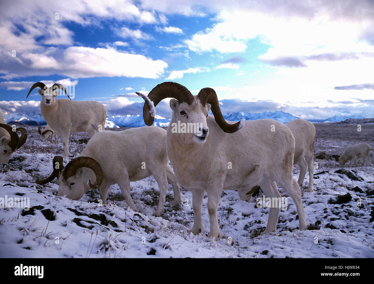 Dall sheep ovis dalli rams hi-res stock photography and images - Alamy