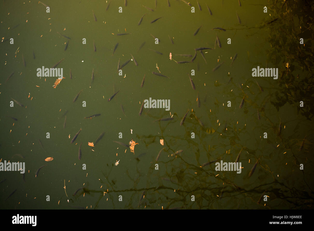 Little pond with fishes hi-res stock photography and images - Alamy