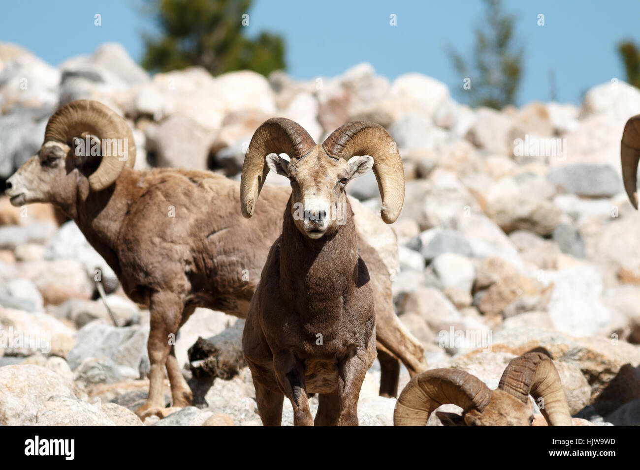 Bighorn Sheep rams, Colorado, Rocky Mountain National Park, Taken 06.15 ...