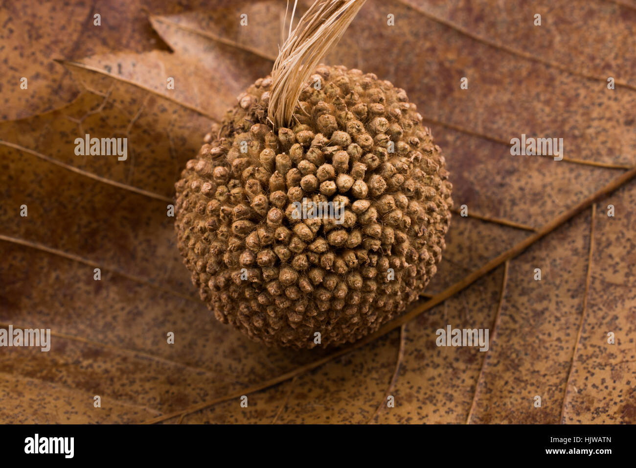 Brown color pod capsule on a dry leaf as an autumn background Stock ...