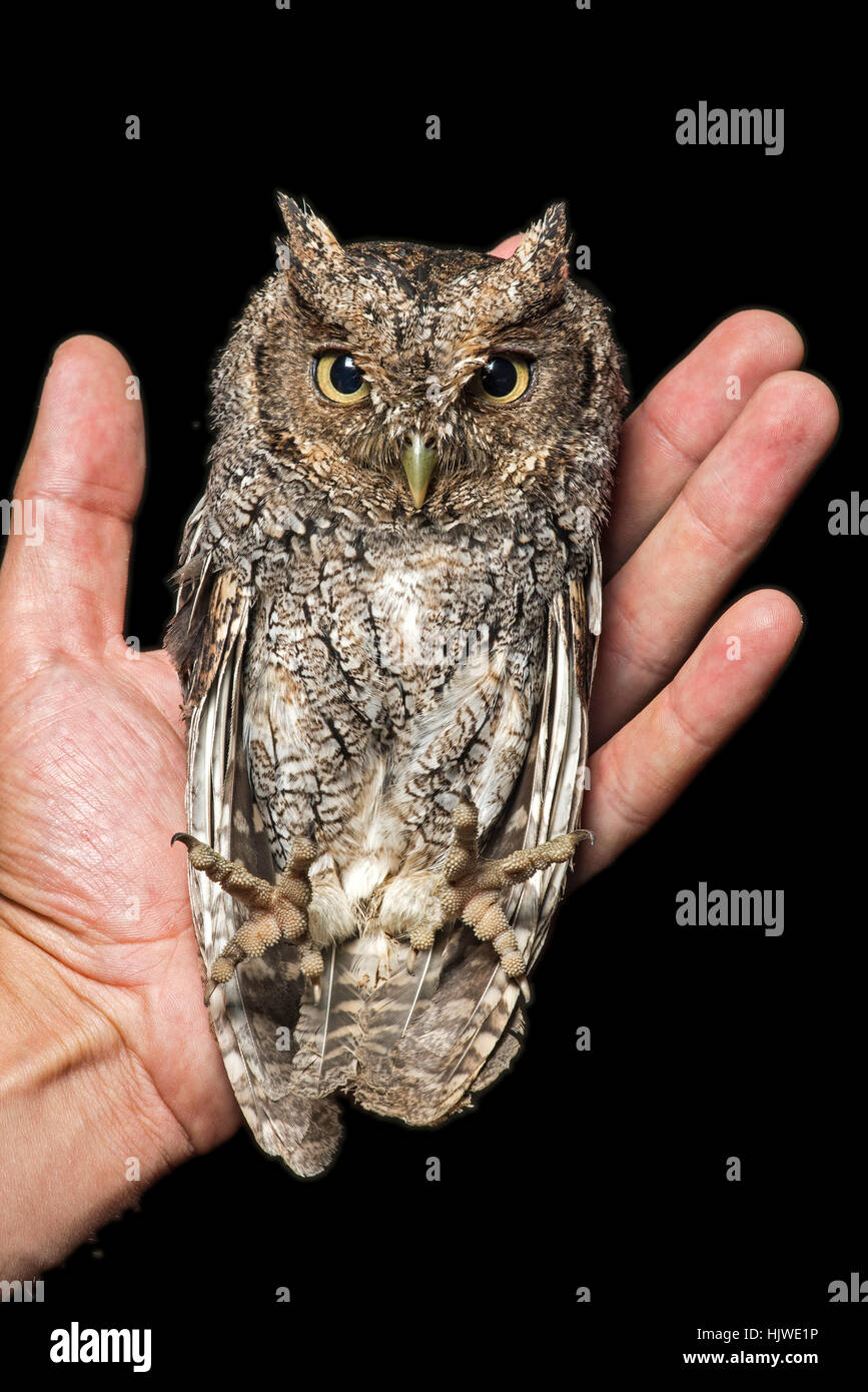 Megascops hi-res stock photography and images - Alamy