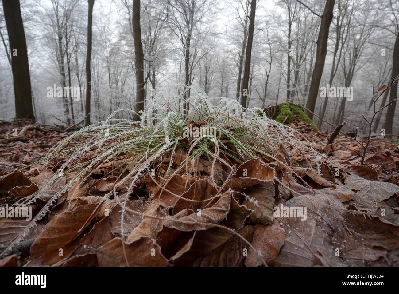 Ice leaves grass hi-res stock photography and images - Alamy