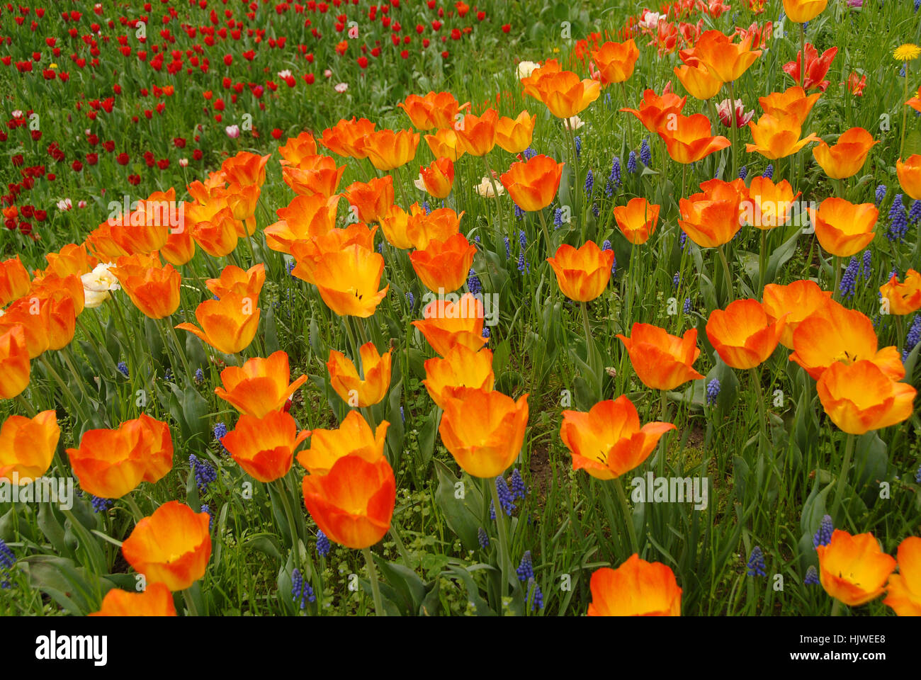 park, flower, plant, bloom, blossom, flourish, flourishing, spring ...