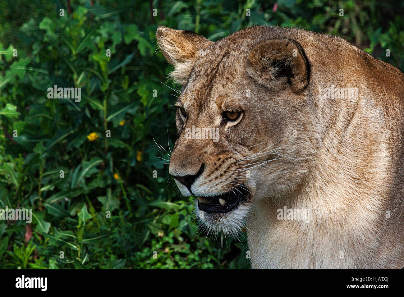 Survival lion hi-res stock photography and images - Alamy