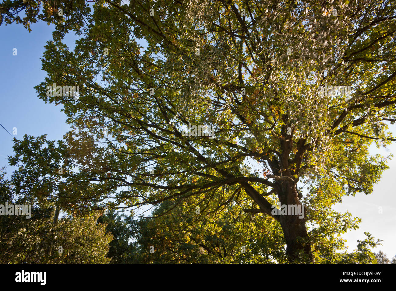 tree in the wind Stock Photo - Alamy