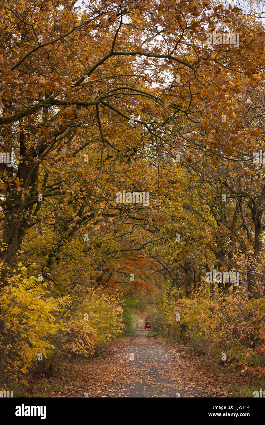 tree, trees, green, brown, brownish, brunette, leaves, field, acre ...