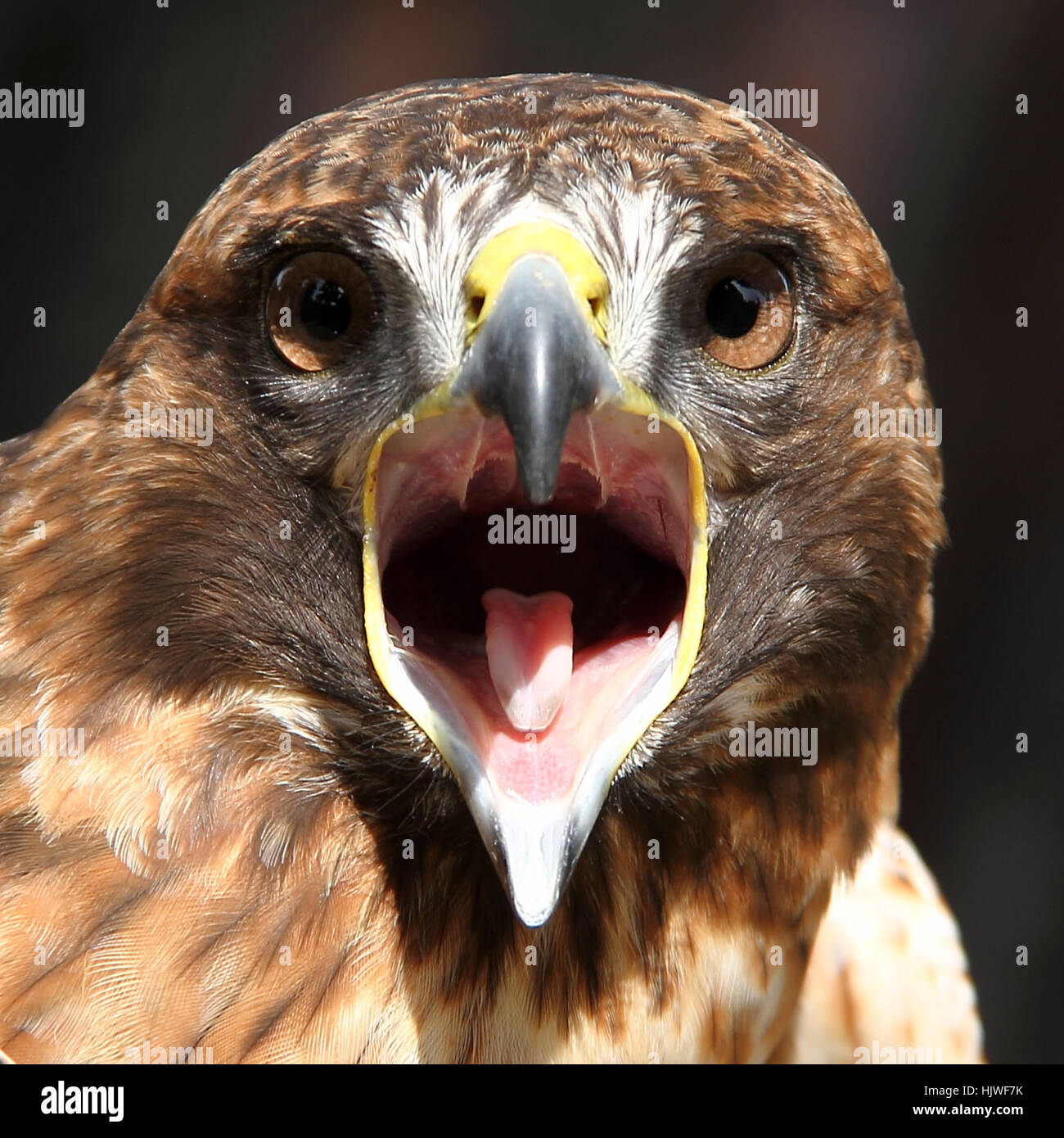 Bird hunter tongue birds hi-res stock photography and images - Alamy