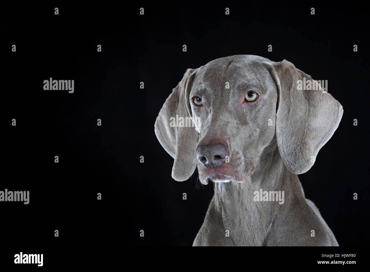 Weimaraner (Canis lupus familiaris), female dog, short hair, portrait ...