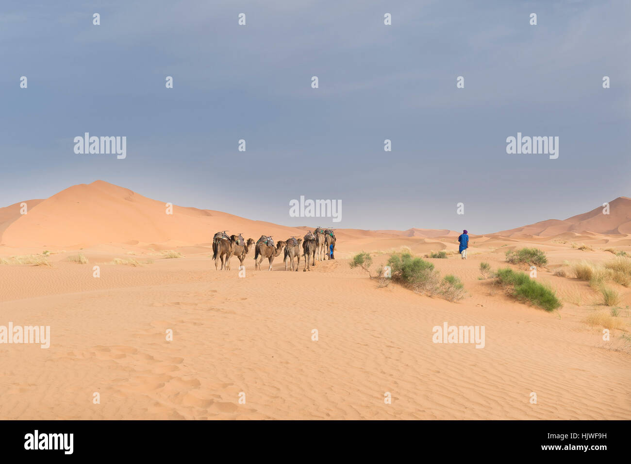 Caravan with camels in Sahara desert, Morocco Stock Photo - Alamy