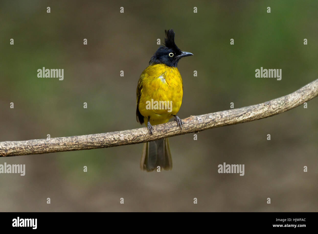 Black capped yellow bulbul hi-res stock photography and images - Alamy