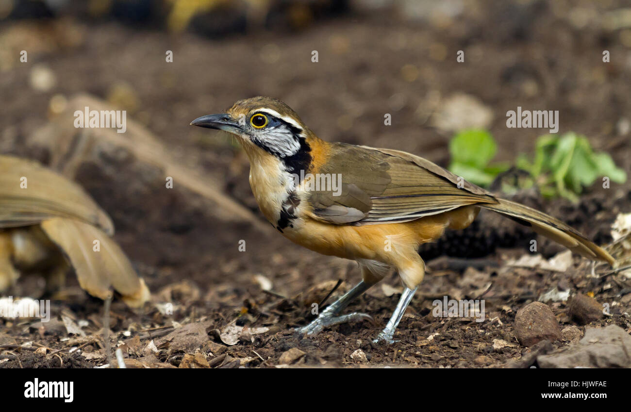 Lesser necklaced laughingthrush (Garrulax monileger) on forest floor ...