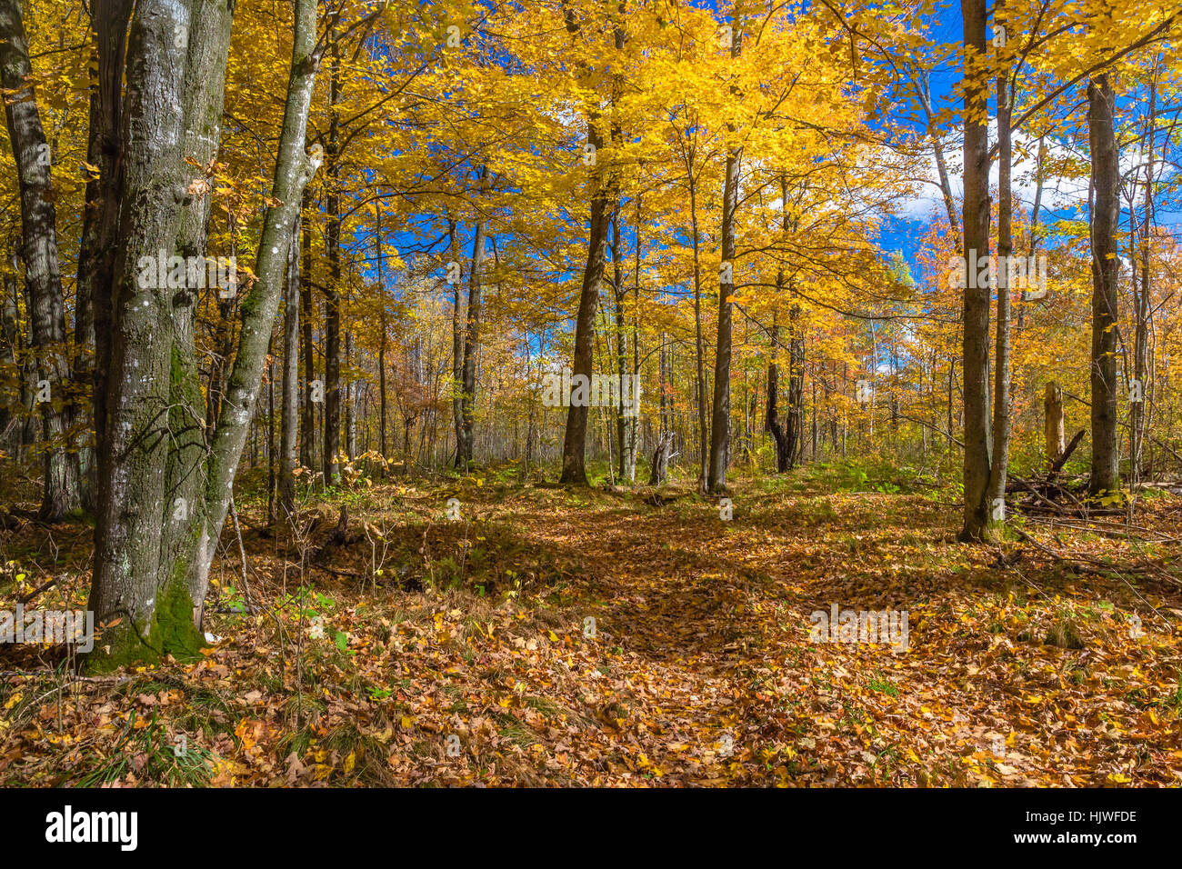 Woodland trail in northern Wisconsin Stock Photo - Alamy