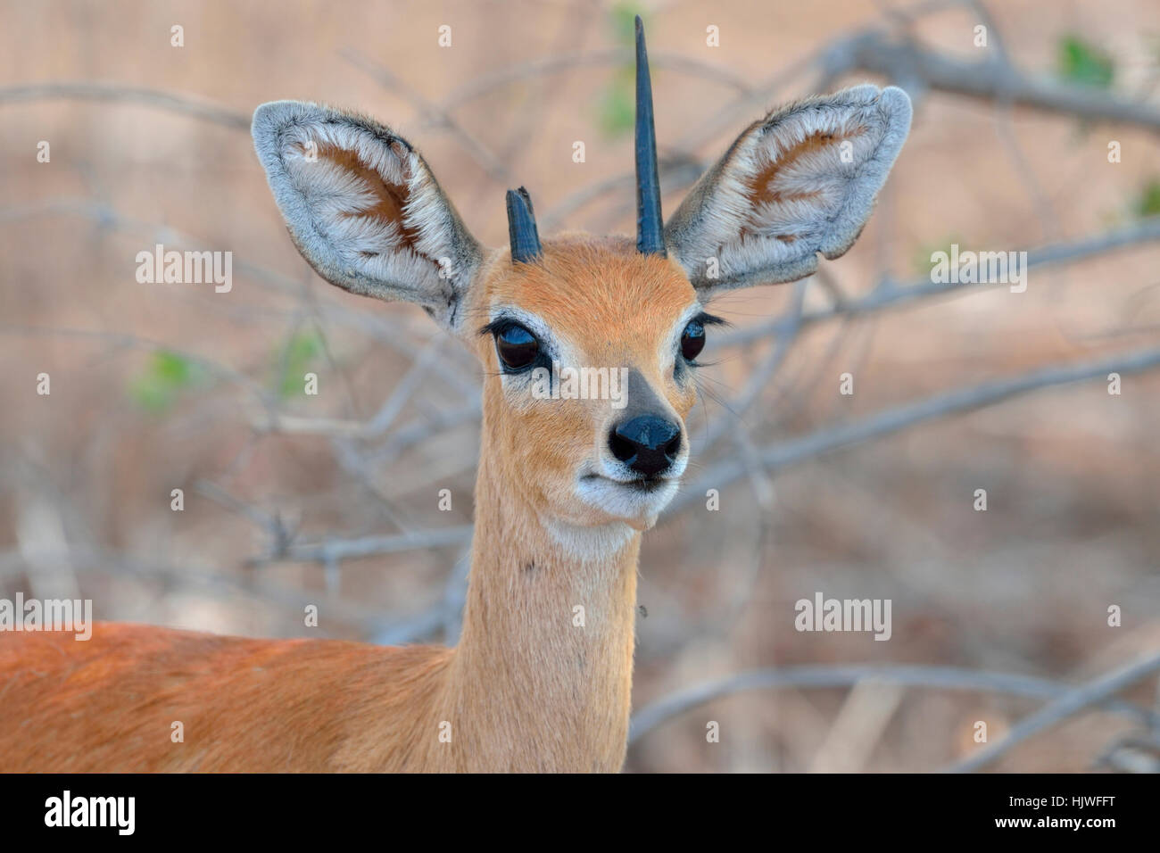 Broken horn hi-res stock photography and images - Alamy