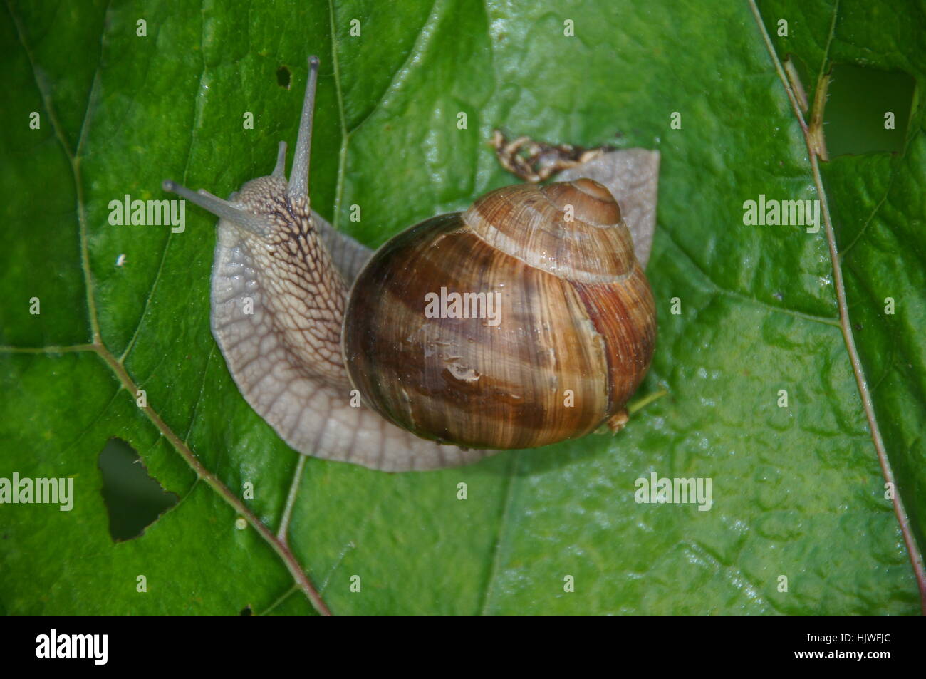 Dog and snail hi-res stock photography and images - Alamy