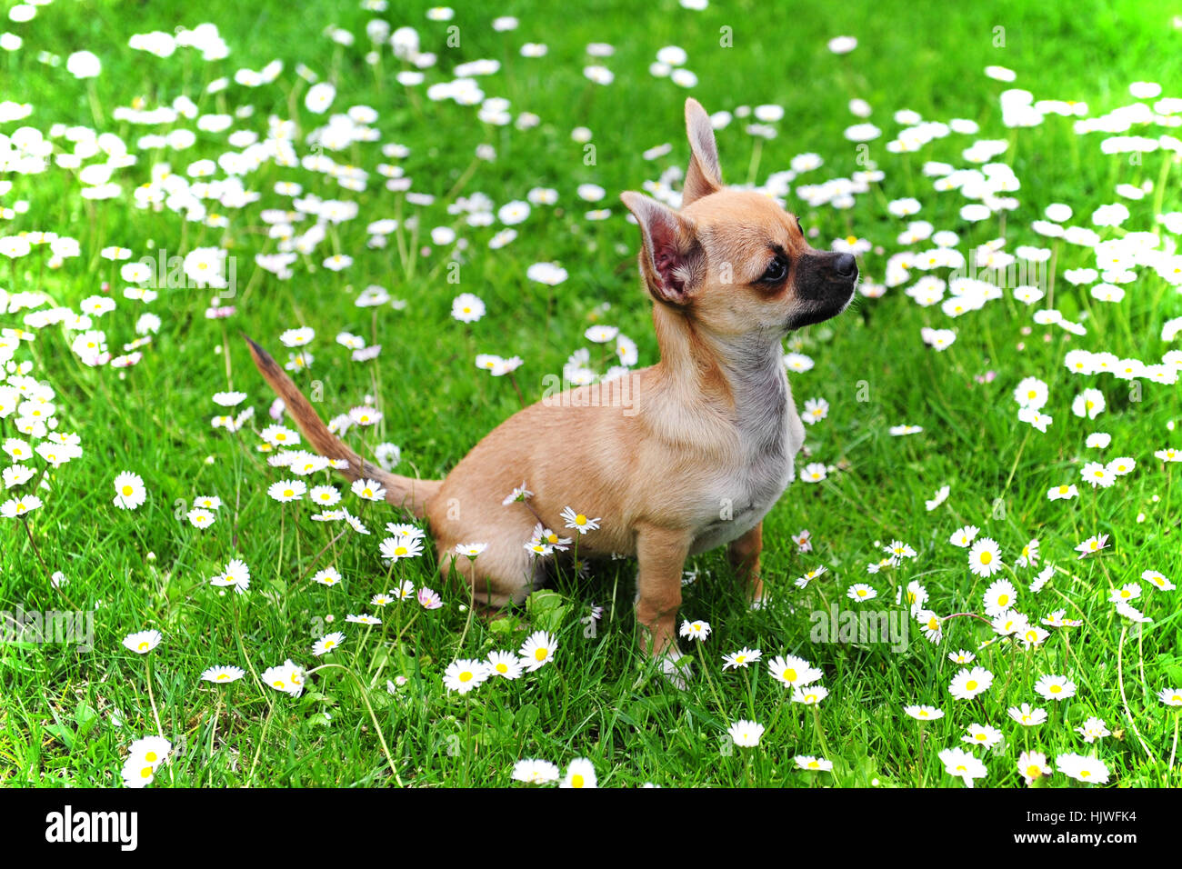 Pooch walk hi-res stock photography and images - Alamy