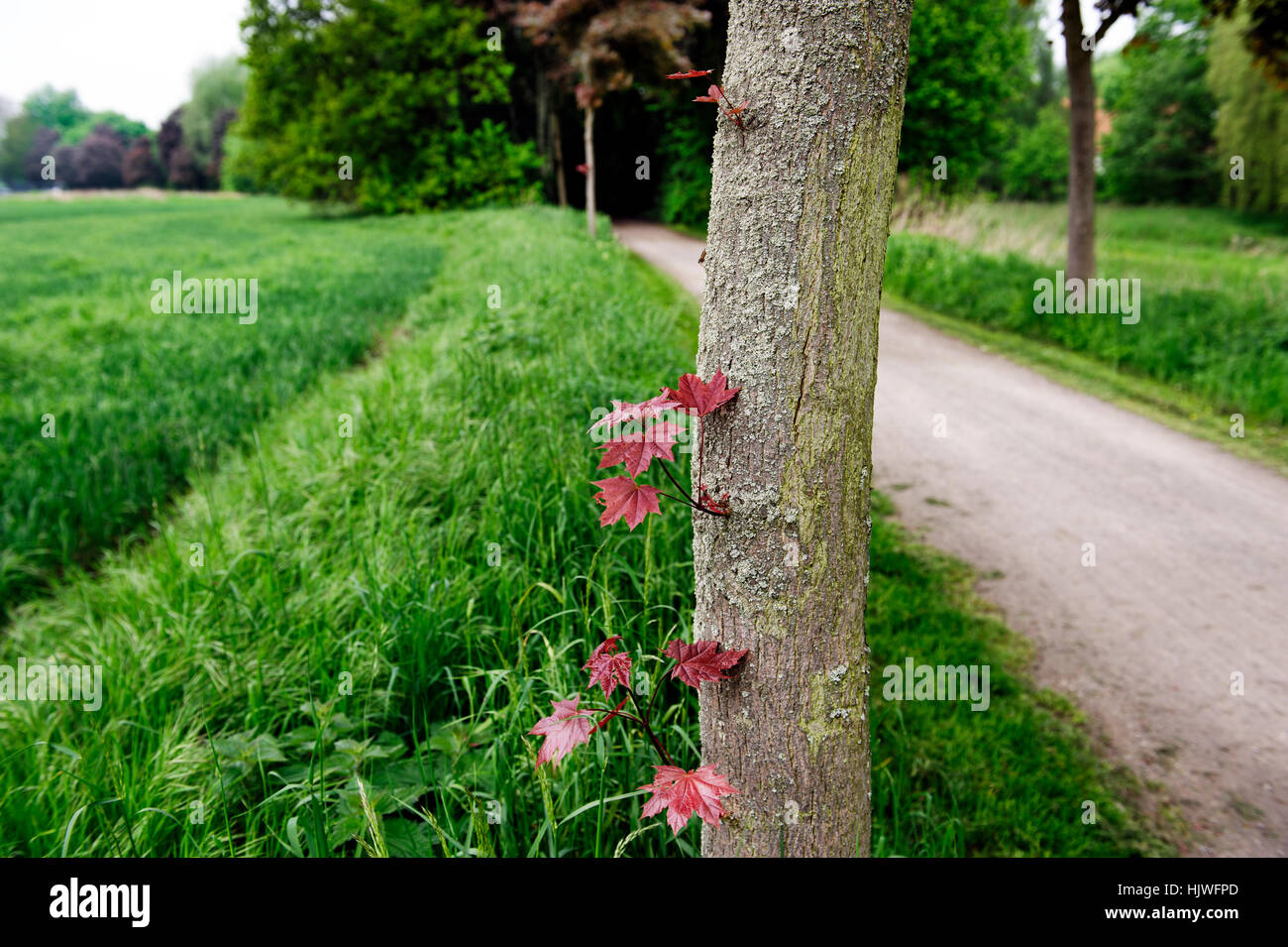 bucolic, tree, spring, maple, growth, layer, path, way, nature, bucolic ...
