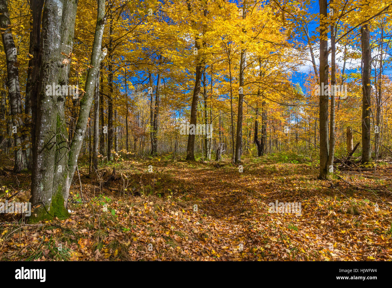 North woods wisconsin hi-res stock photography and images - Alamy
