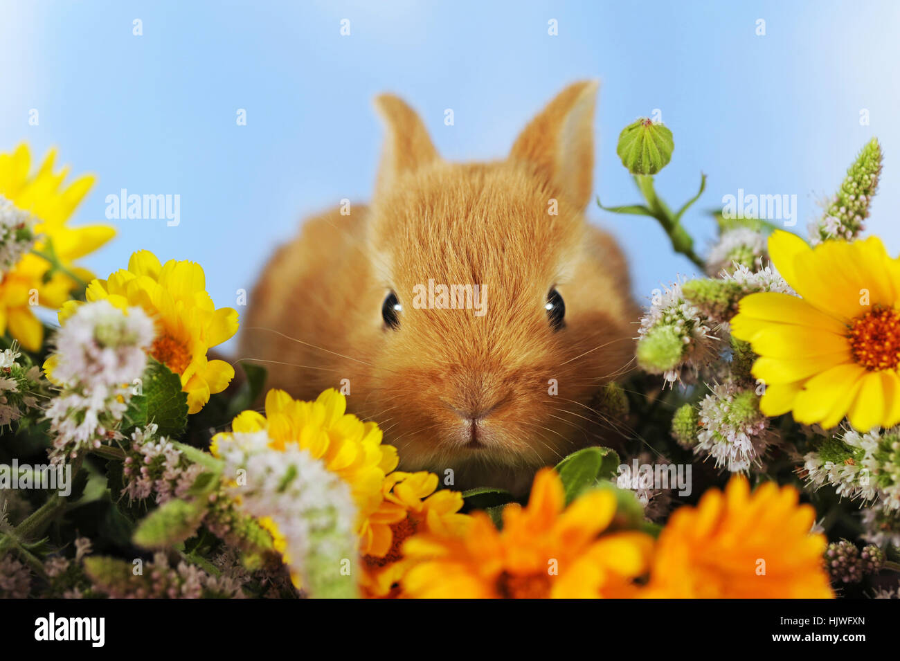Dwarf marigold hi-res stock photography and images - Alamy