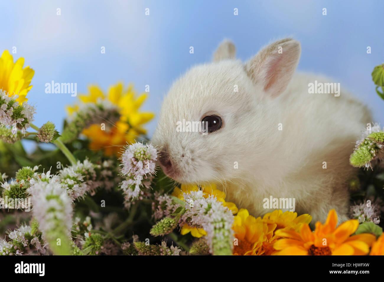 Dwarf marigold hi-res stock photography and images - Alamy