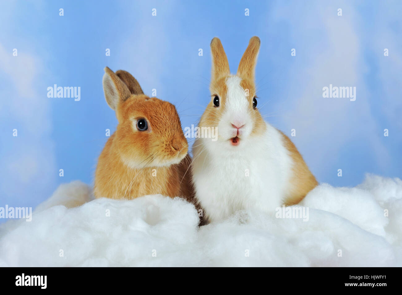 White brown rabbits hi-res stock photography and images - Alamy