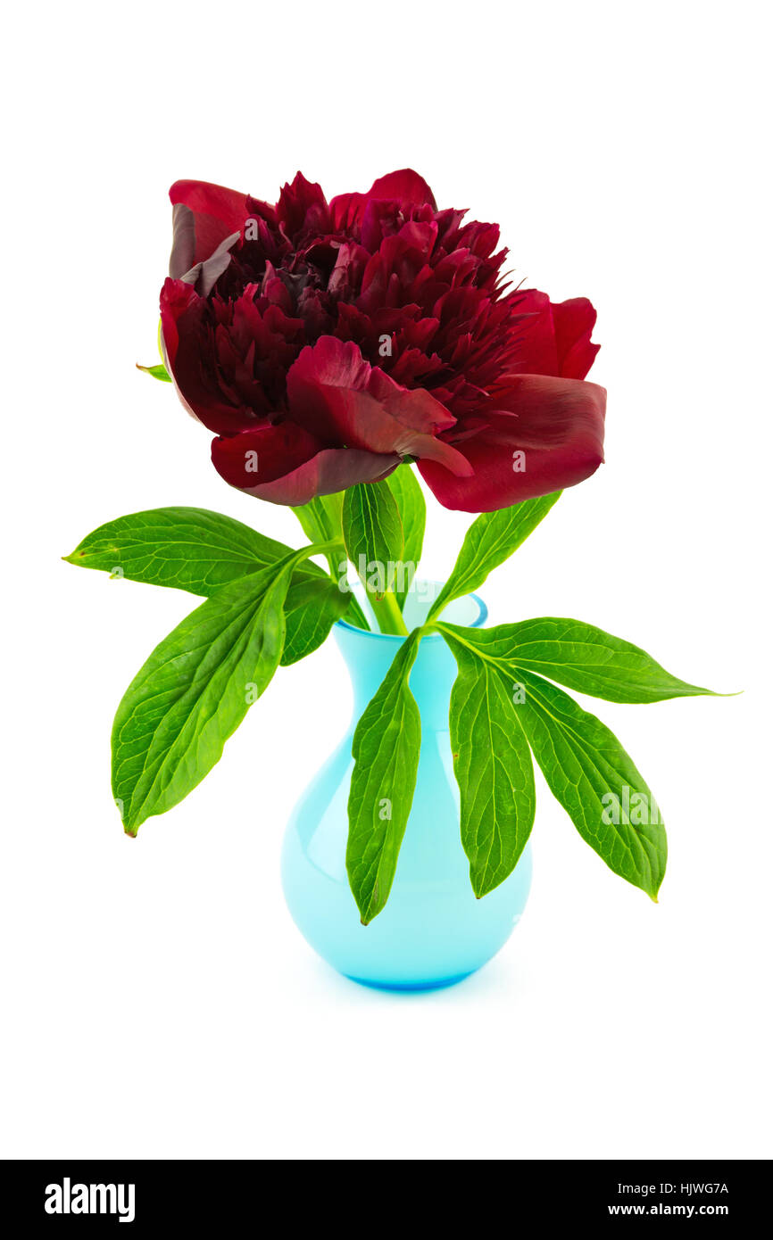peony in vase Stock Photo - Alamy