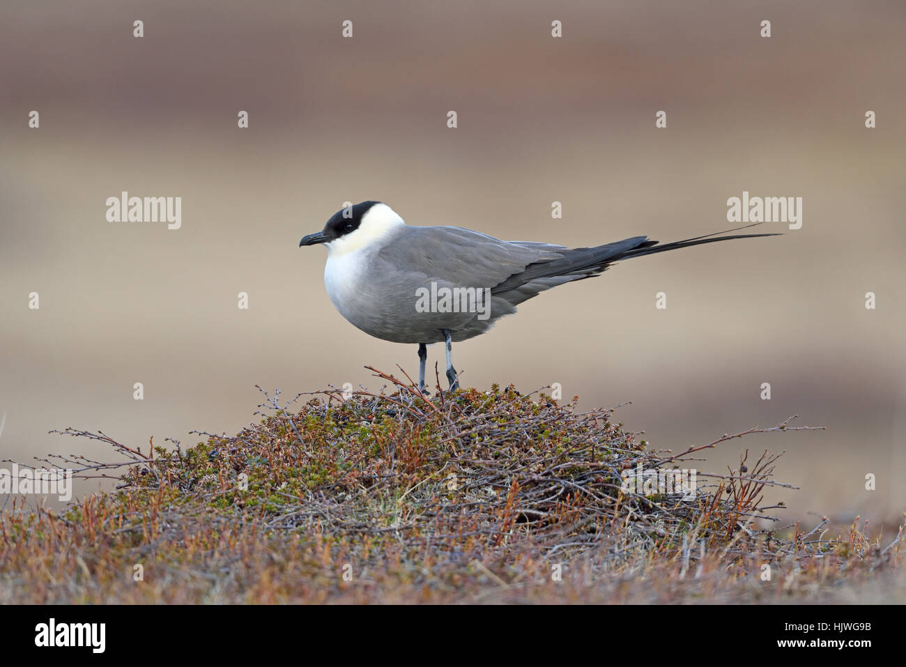 Long-tailed skua or long-tailed jaeger (Stercorarius longicaudus) in ...