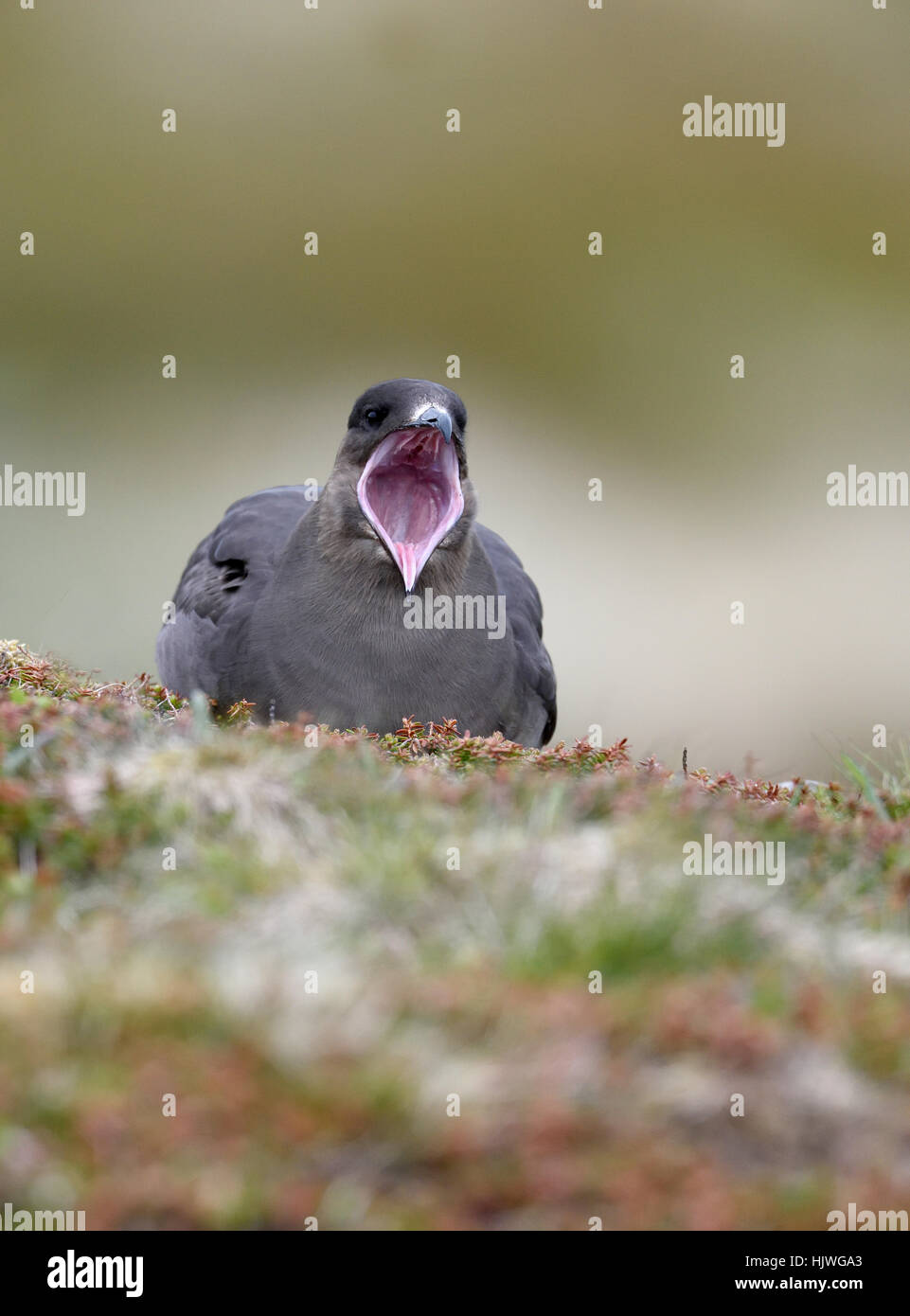 Long-tailed skua or long-tailed jaeger (Stercorarius parasiticus) with ...