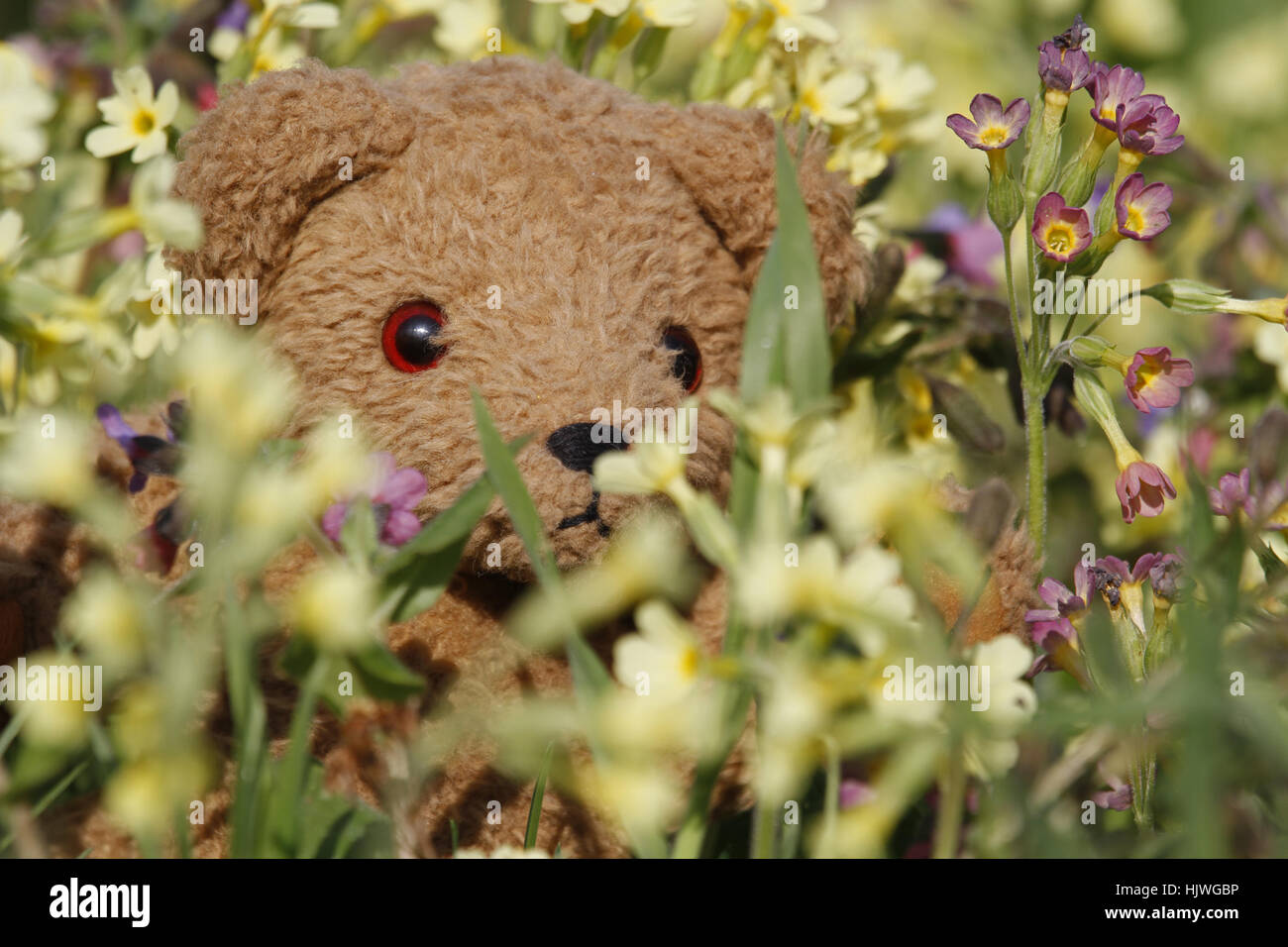 garden, flower, flowers, plant, toy, teddy, teddy bear, teddybear ...