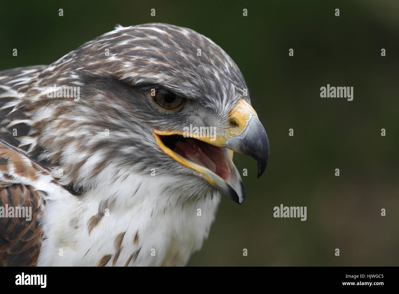 bird, birds, raptor, beak, buzzard, yell, beaks, animal, bird, birds ...