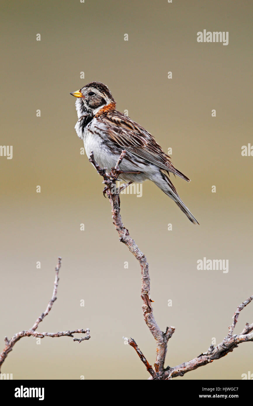 Female lapland bunting hi-res stock photography and images - Alamy