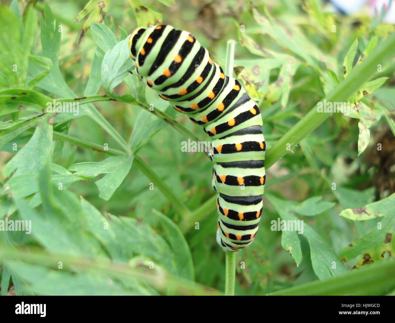 coloured, spring, rare, caterpillar, swallowtail, caterpillar Stock ...