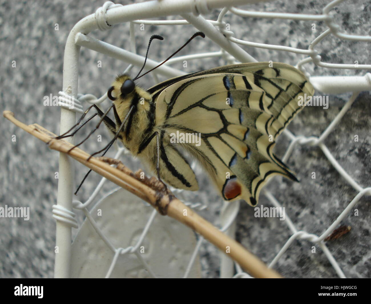 insect, butterfly, wing, moth, swallowtail, fly, flies, flys, flying ...