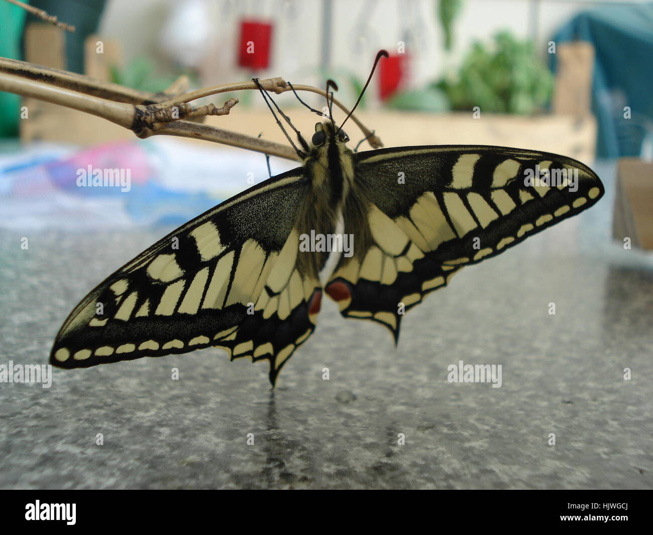 insect, butterfly, flower, flowers, plant, wing, spring, moth ...