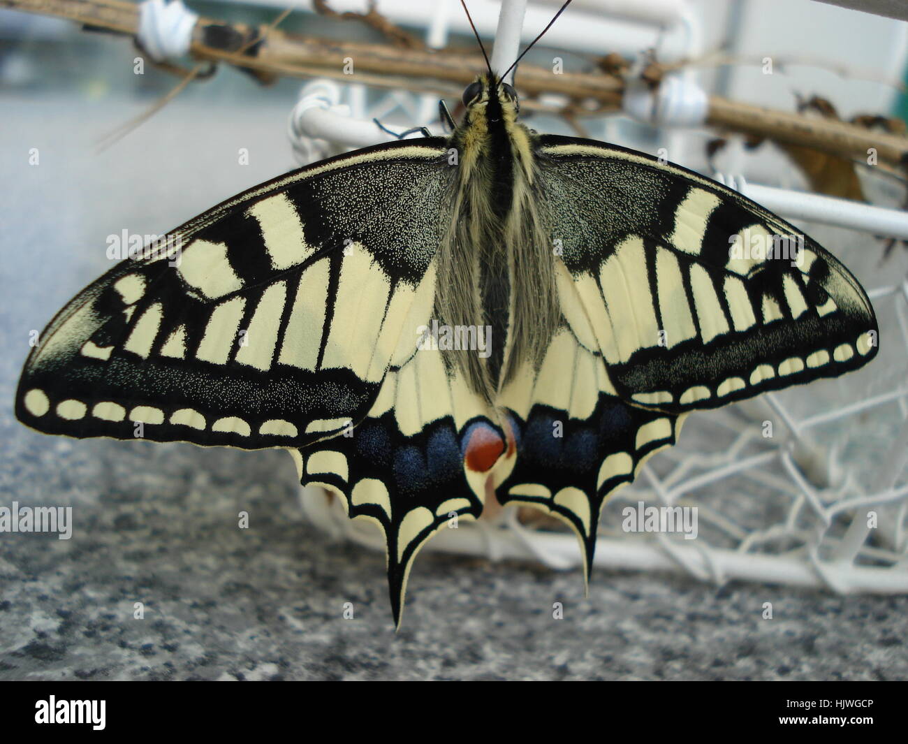 insect, spring, rare, moth, butterfly, butterflies, swallowtail ...