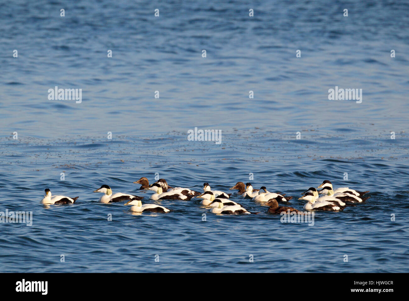 Norwegian ducks hi-res stock photography and images - Alamy